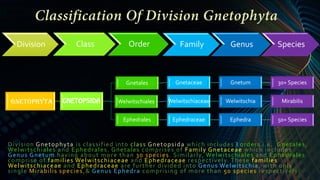 Gnetum: A Powerpoint Presentation on Gymnospems | PDF
