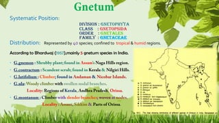 Gnetum: A Powerpoint Presentation on Gymnospems | PDF