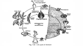 Gnetophyta Life Cycle