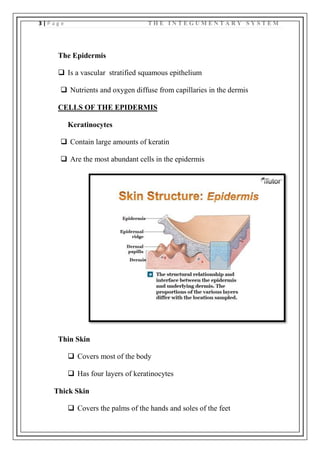 skin | PDF