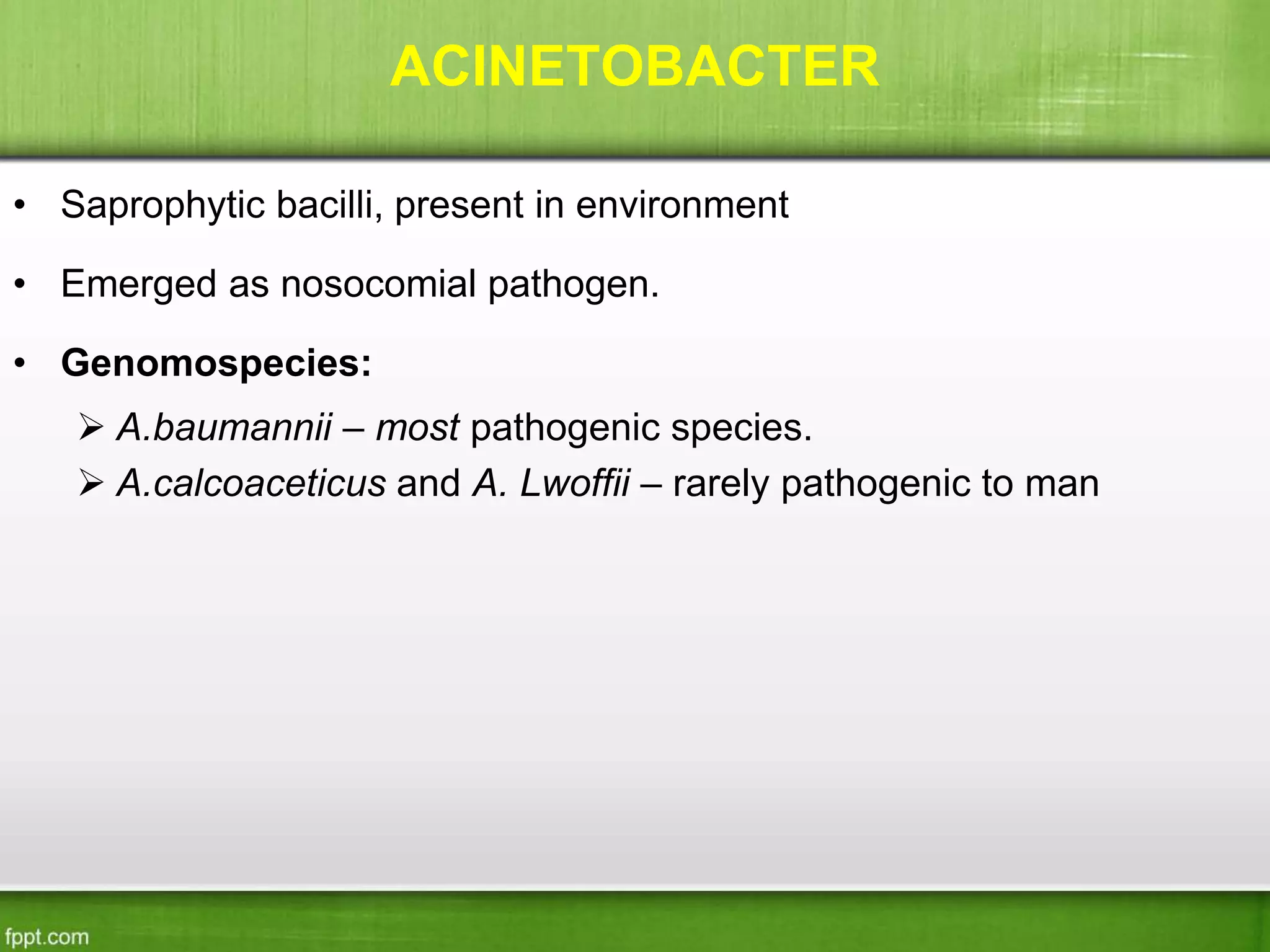 GNNF (Pseudomonas and Acinetobacter).ppt