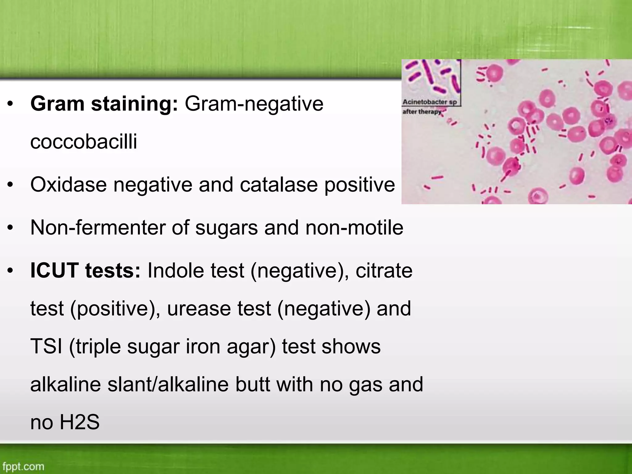GNNF (Pseudomonas and Acinetobacter).ppt