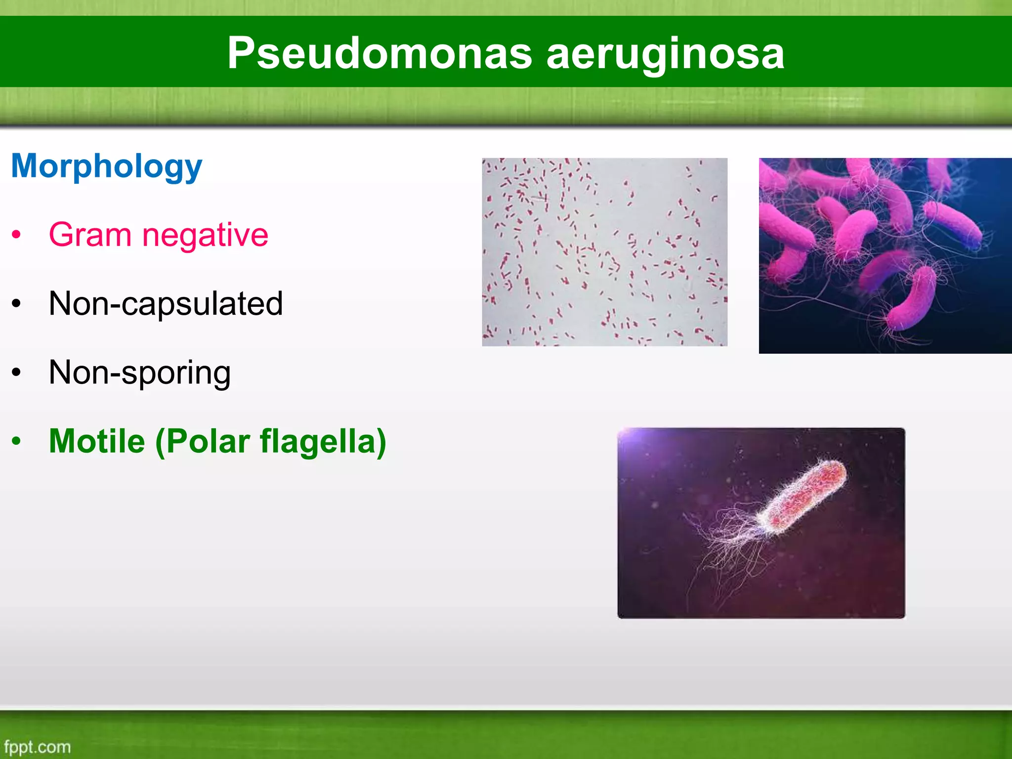 GNNF (Pseudomonas and Acinetobacter).ppt