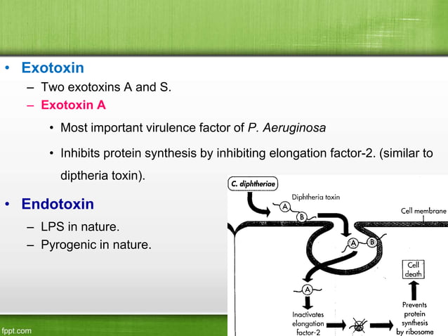 GNNF (Pseudomonas and Acinetobacter).ppt | Infectious Diseases ...