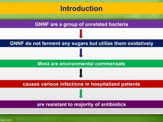 GNNF (Pseudomonas and Acinetobacter).ppt