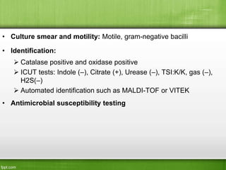 GNNF (Pseudomonas and Acinetobacter).ppt