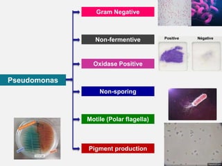 GNNF (Pseudomonas and Acinetobacter).ppt