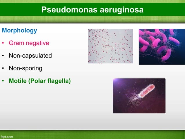 GNNF (Pseudomonas and Acinetobacter).ppt | Infectious Diseases ...
