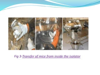 GNOTOBIOTIC ANIMALS | PDF