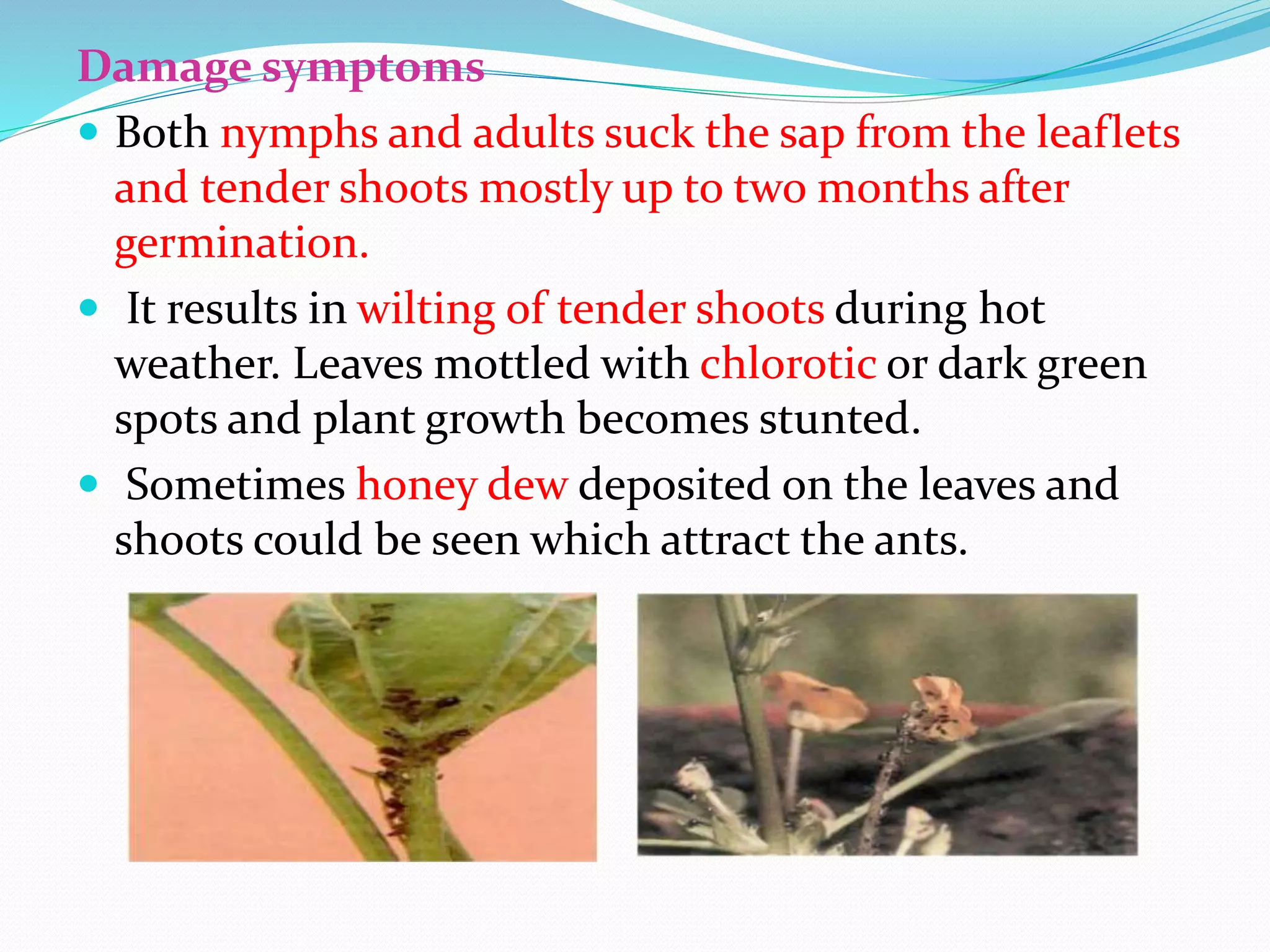 pests of groundnut | PPTX