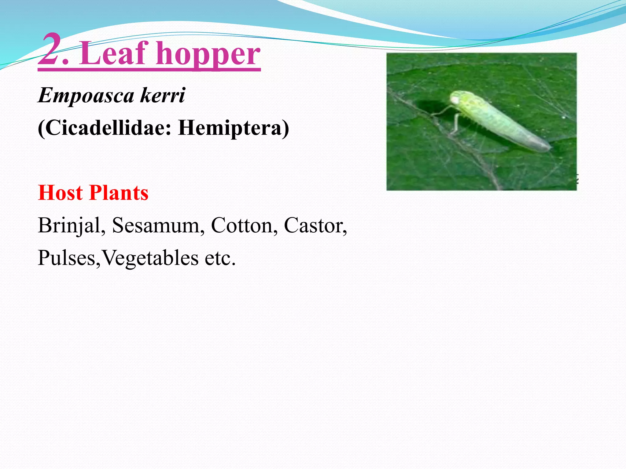 pests of groundnut | PPTX