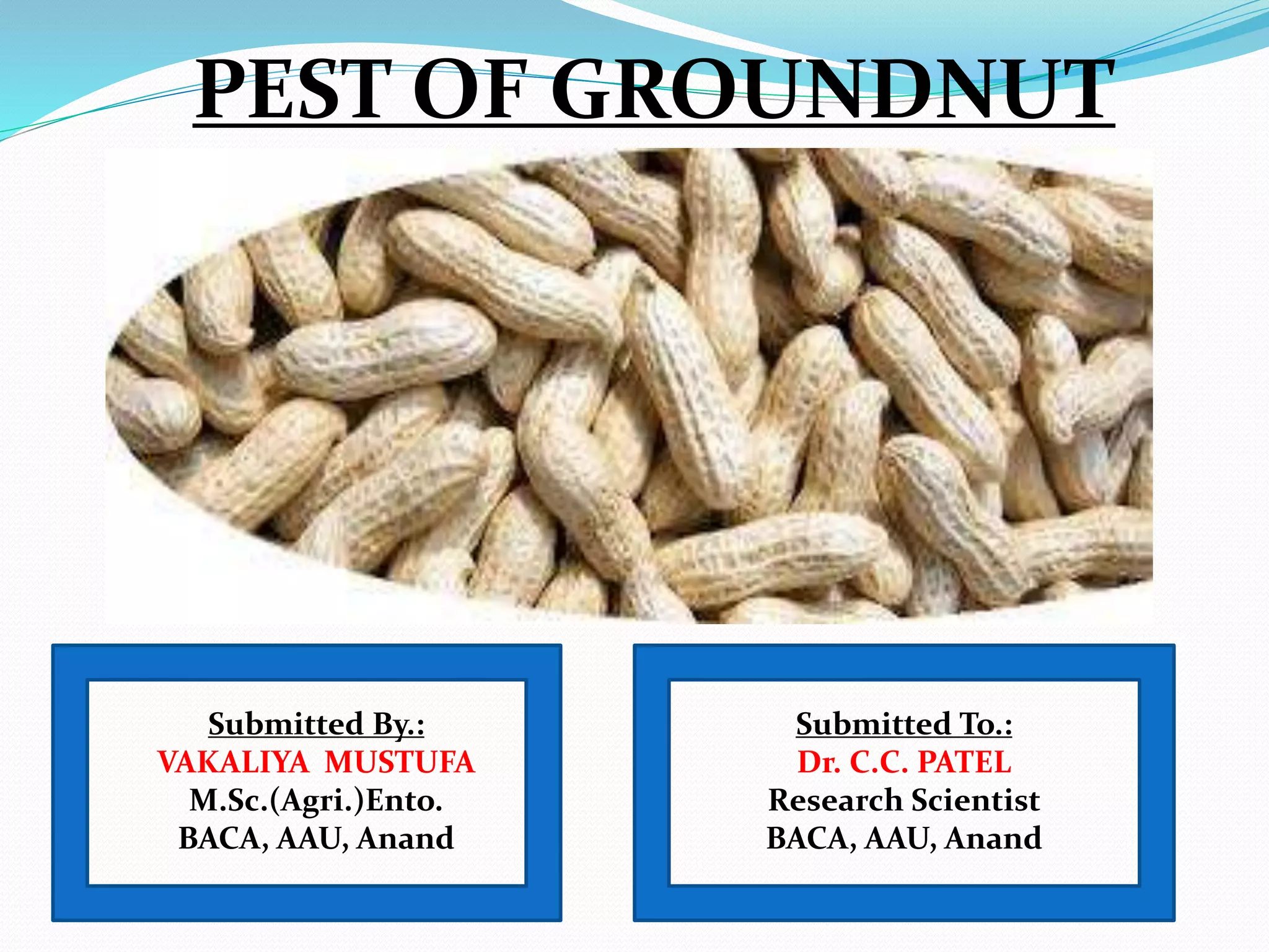 pests of groundnut | PPT