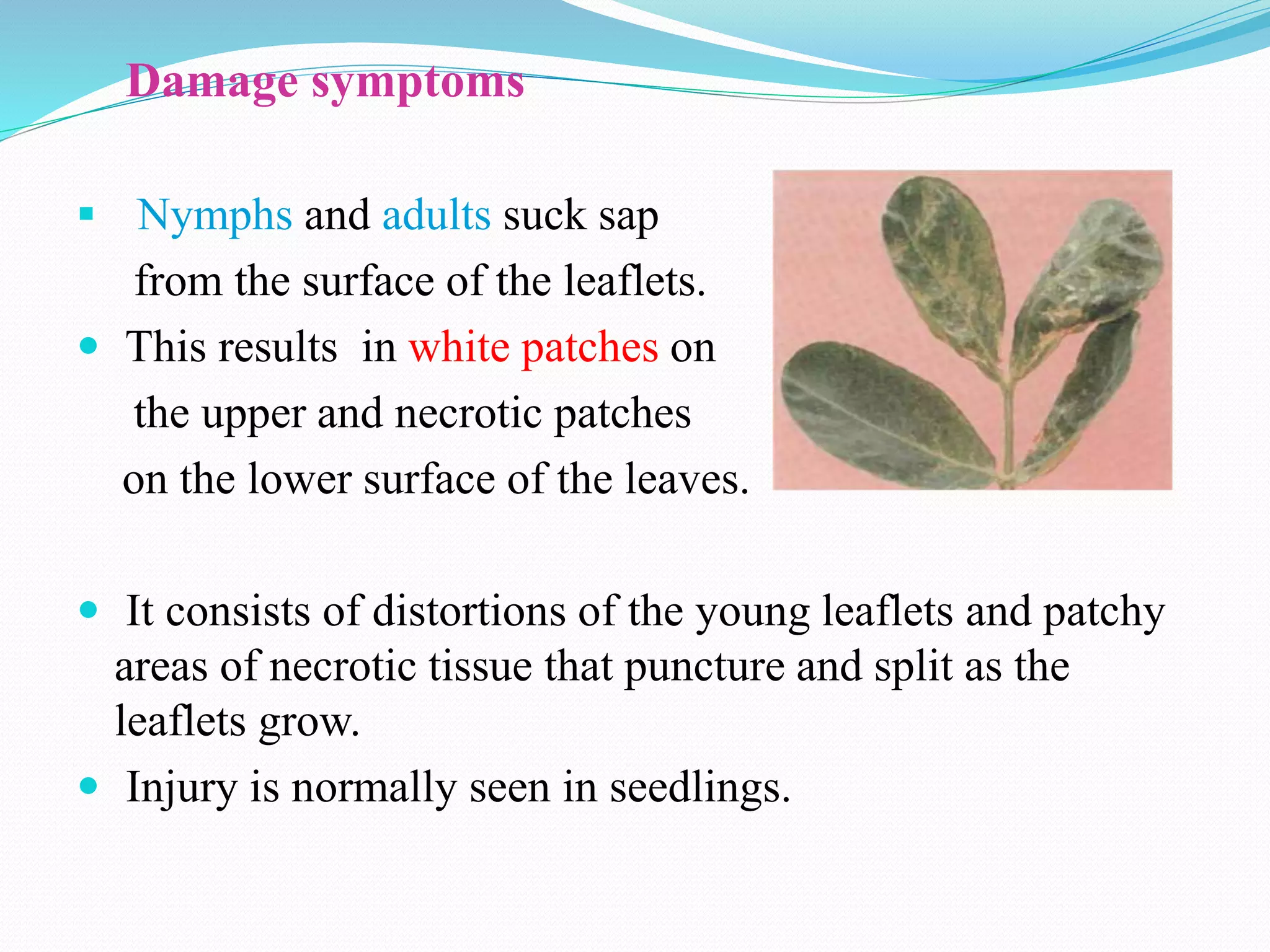 pests of groundnut | PPTX