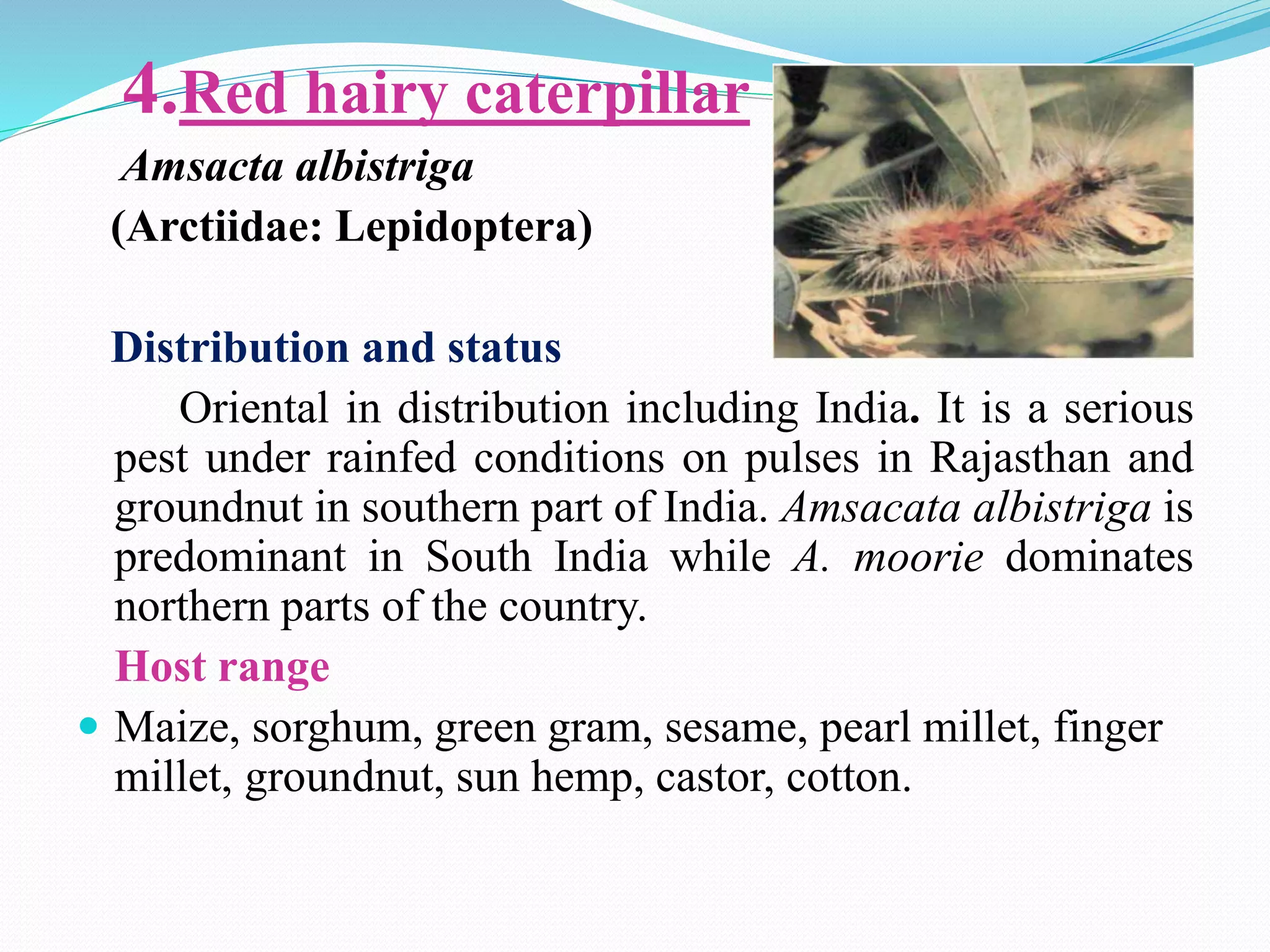 pests of groundnut | PPTX