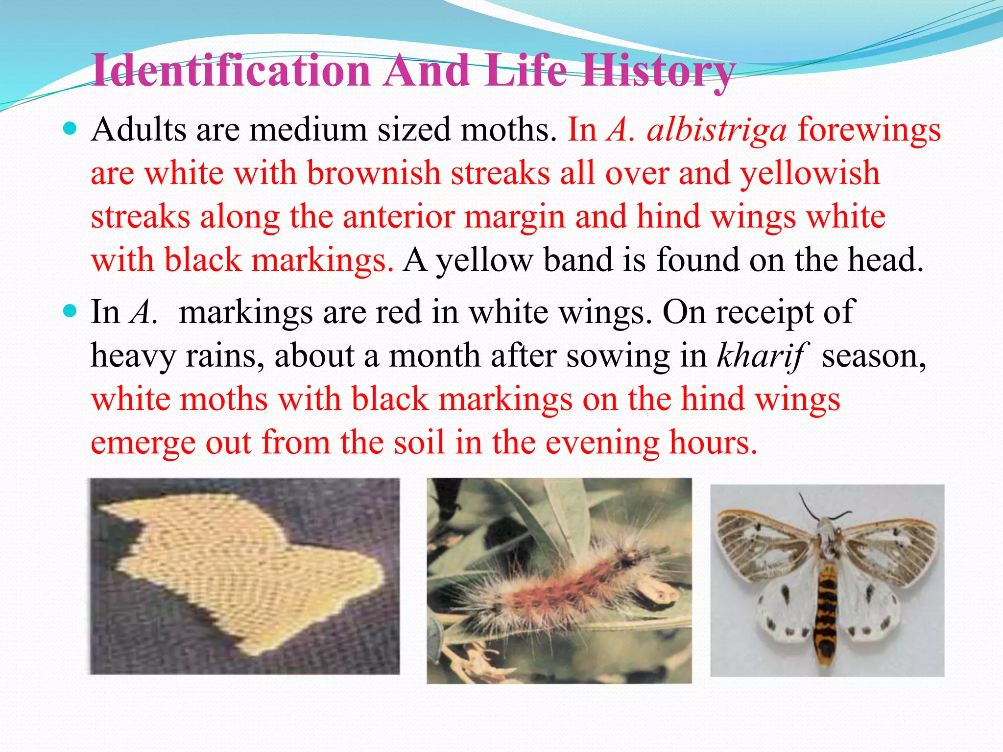 pests of groundnut | PPTX