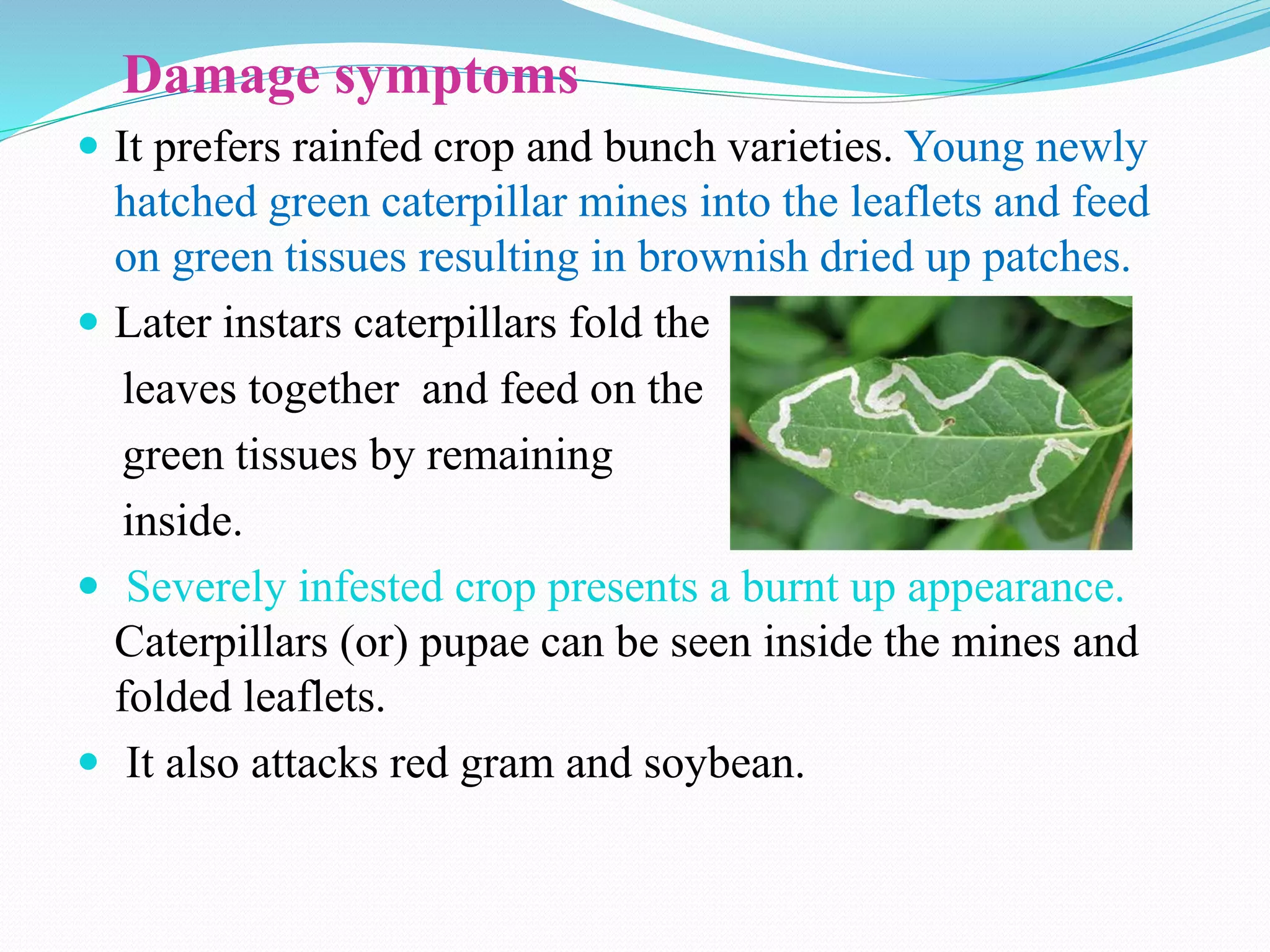 pests of groundnut | PPTX