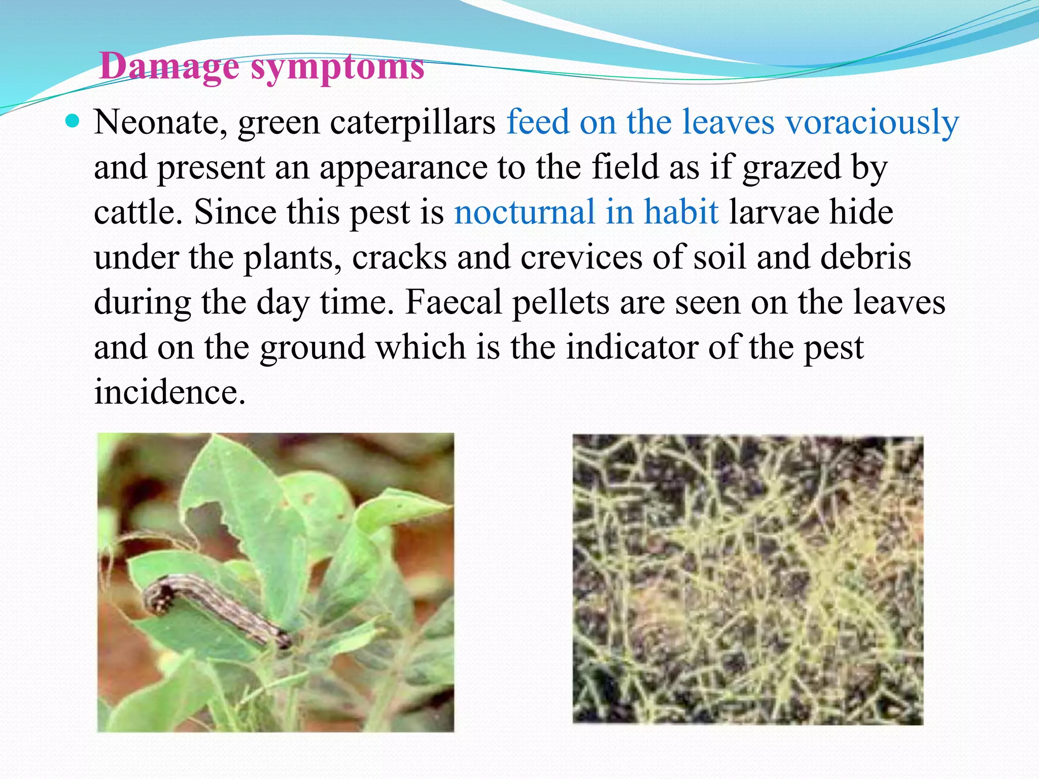 pests of groundnut | PPTX