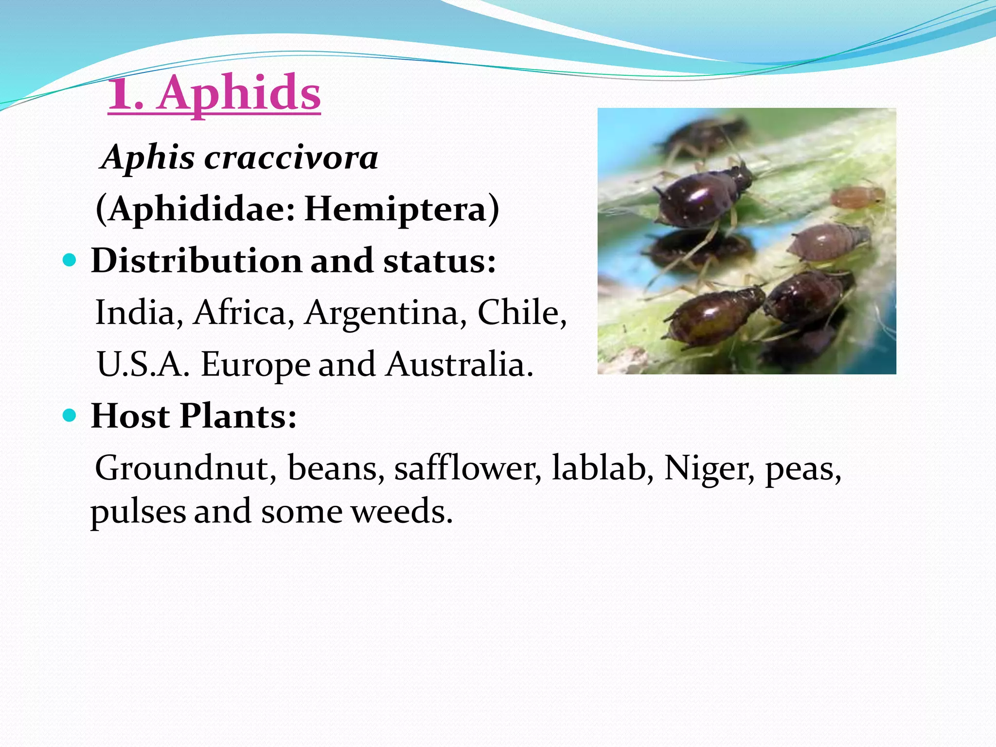 pests of groundnut | PPTX