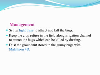 pests of groundnut | PPTX