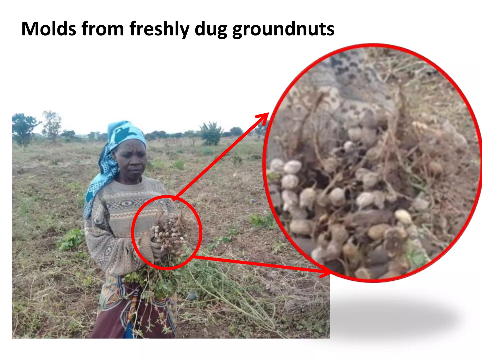 Stemming Aflatoxin pre- and post-harvest waste in the groundnut value ...