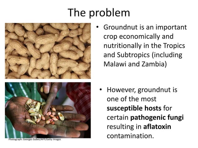 Stemming Aflatoxin pre- and post-harvest waste in the groundnut value ...