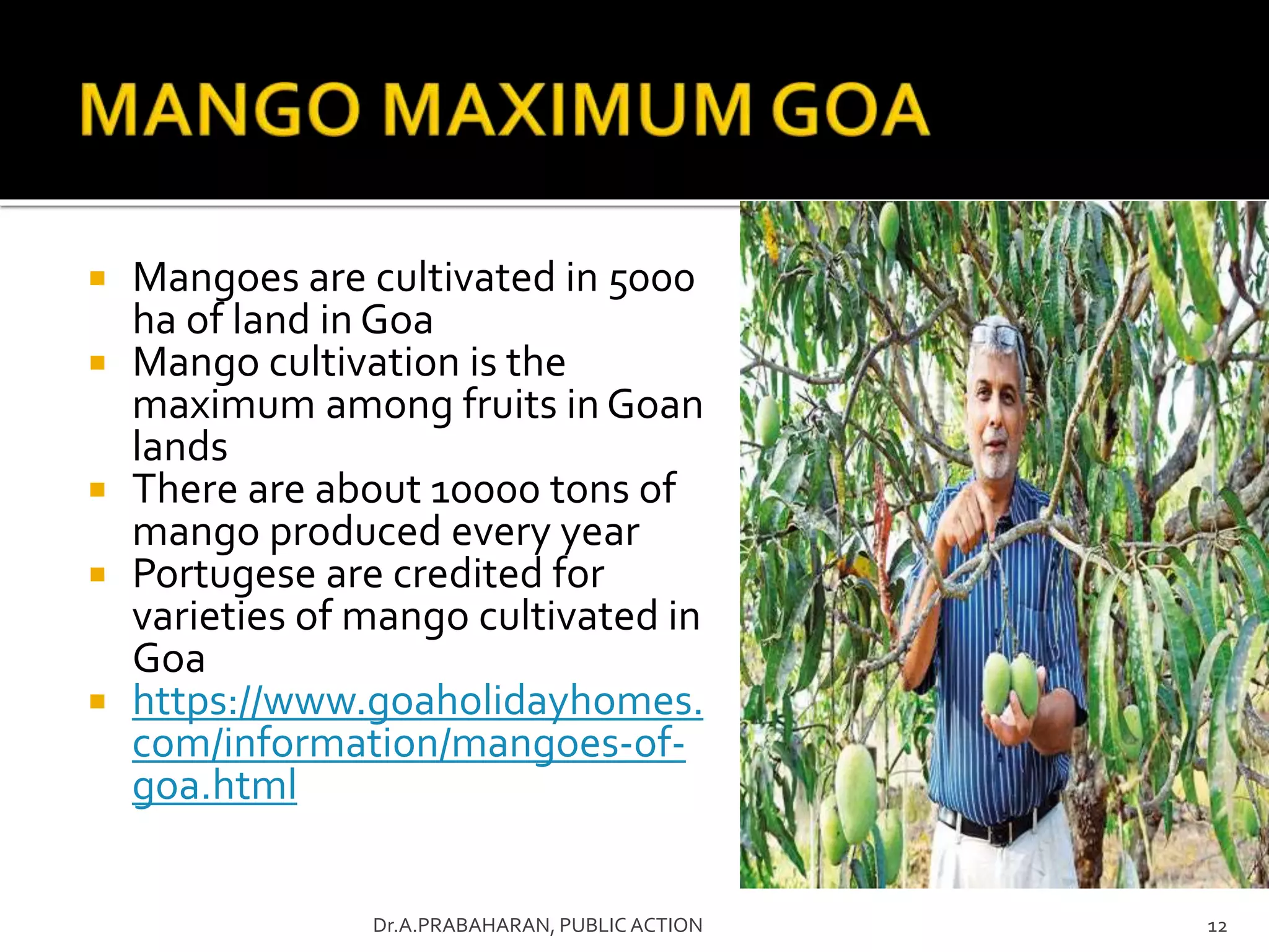 Mangoes of Goa | PPTX | Desserts and Baking | Food & Drink