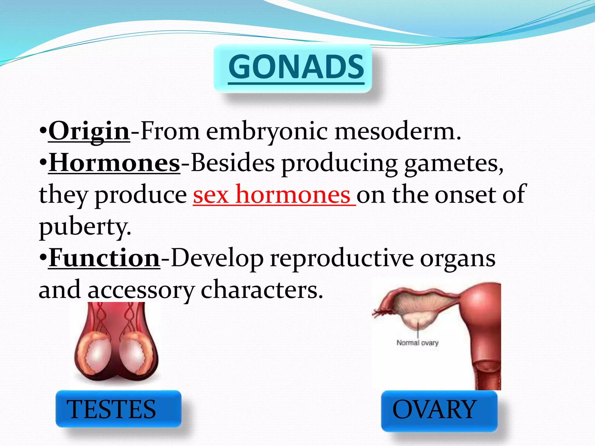Gonads | PPTX