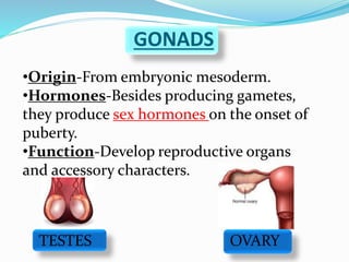 Gonads Gland