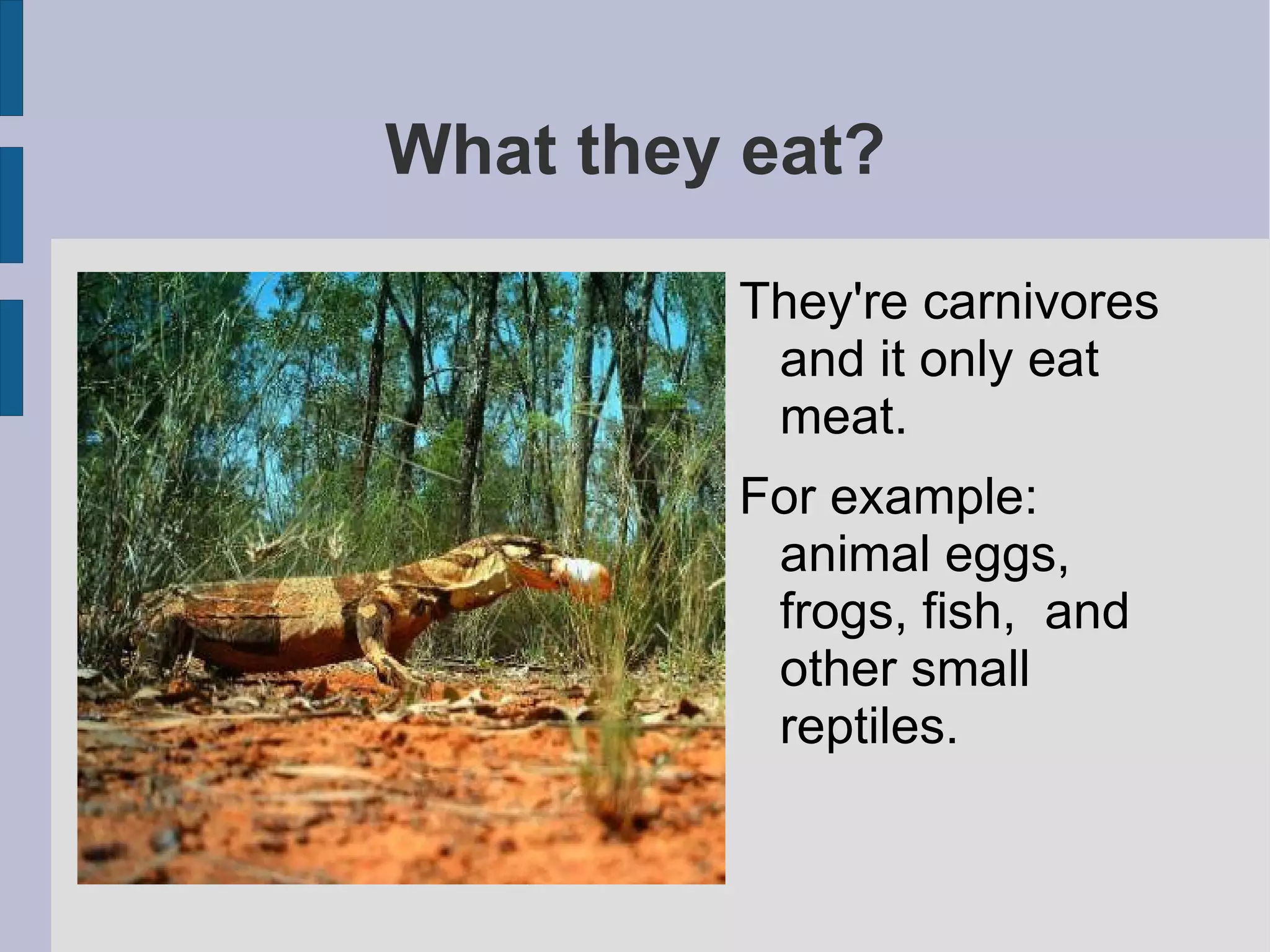 Goanna sand monitor 2 | ODP