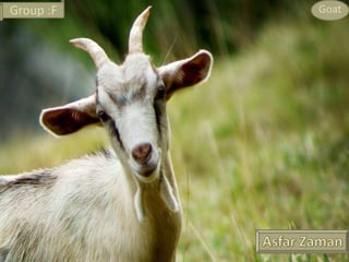 Goat | PPTX