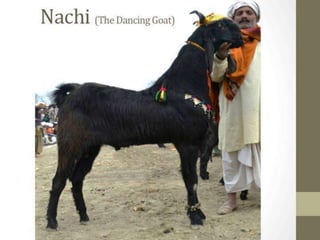 Nachi Goat