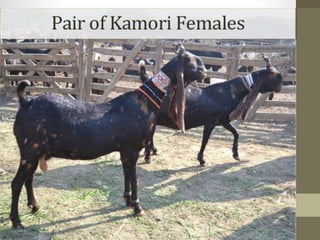 Kamori Goat