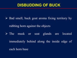 Goat-Farming.pdf