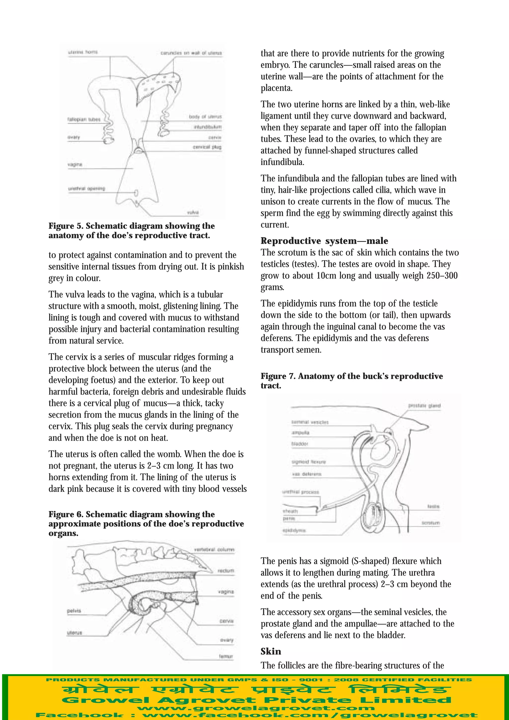 Goat Anatomy & Physiology | PDF | Pregnancy | Reproductive Health