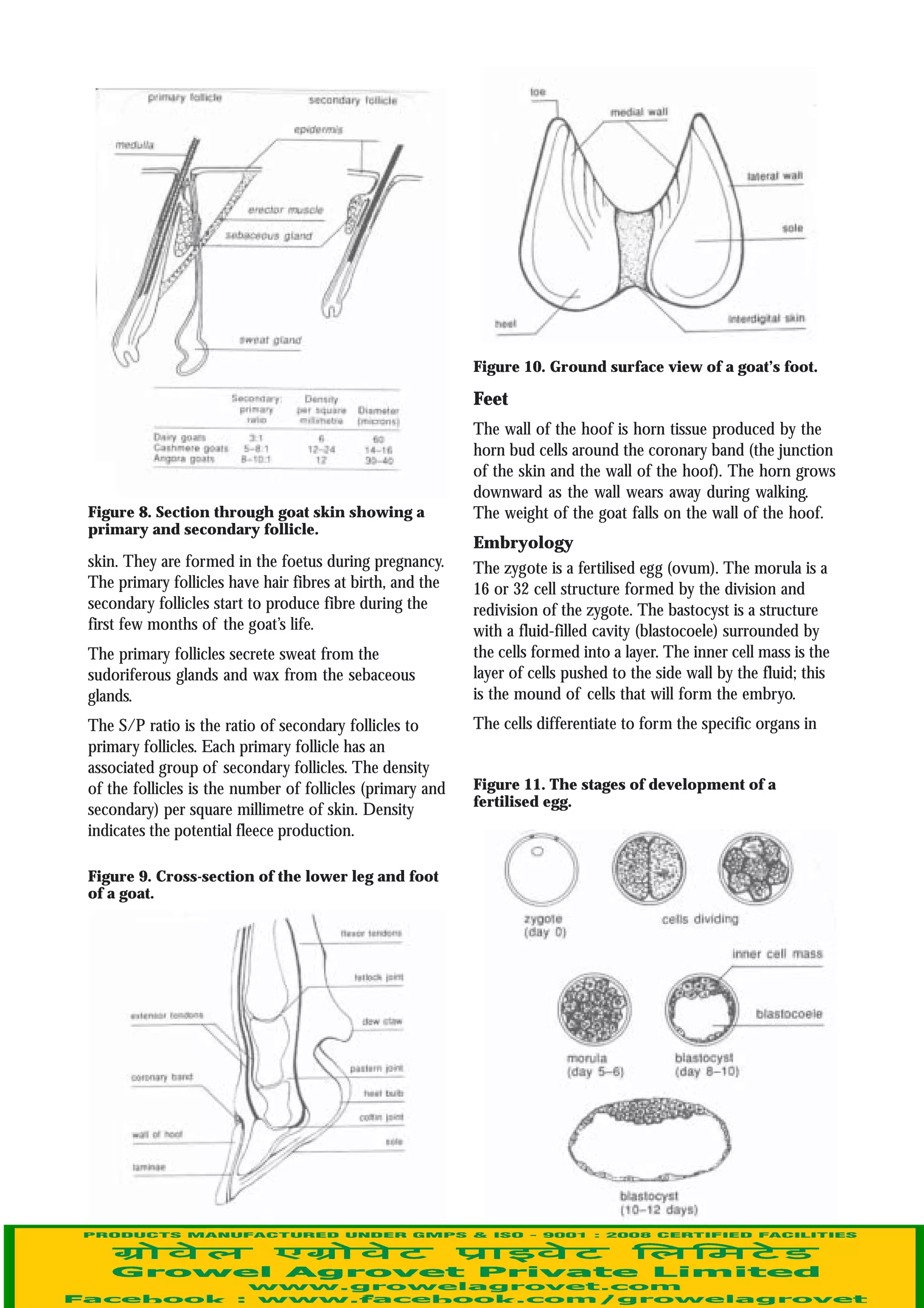 Goat Anatomy & Physiology | PDF