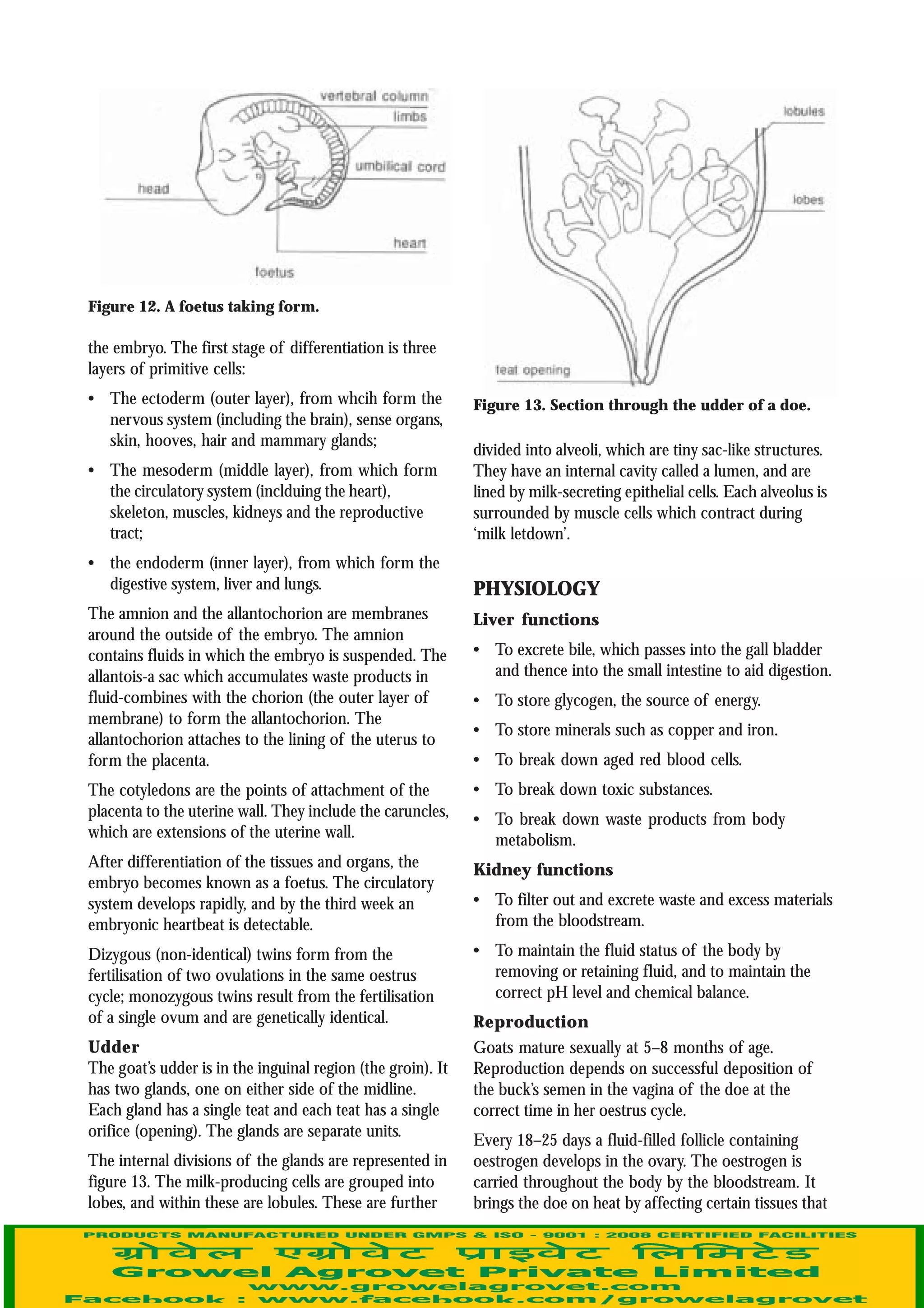 Goat Anatomy & Physiology | PDF