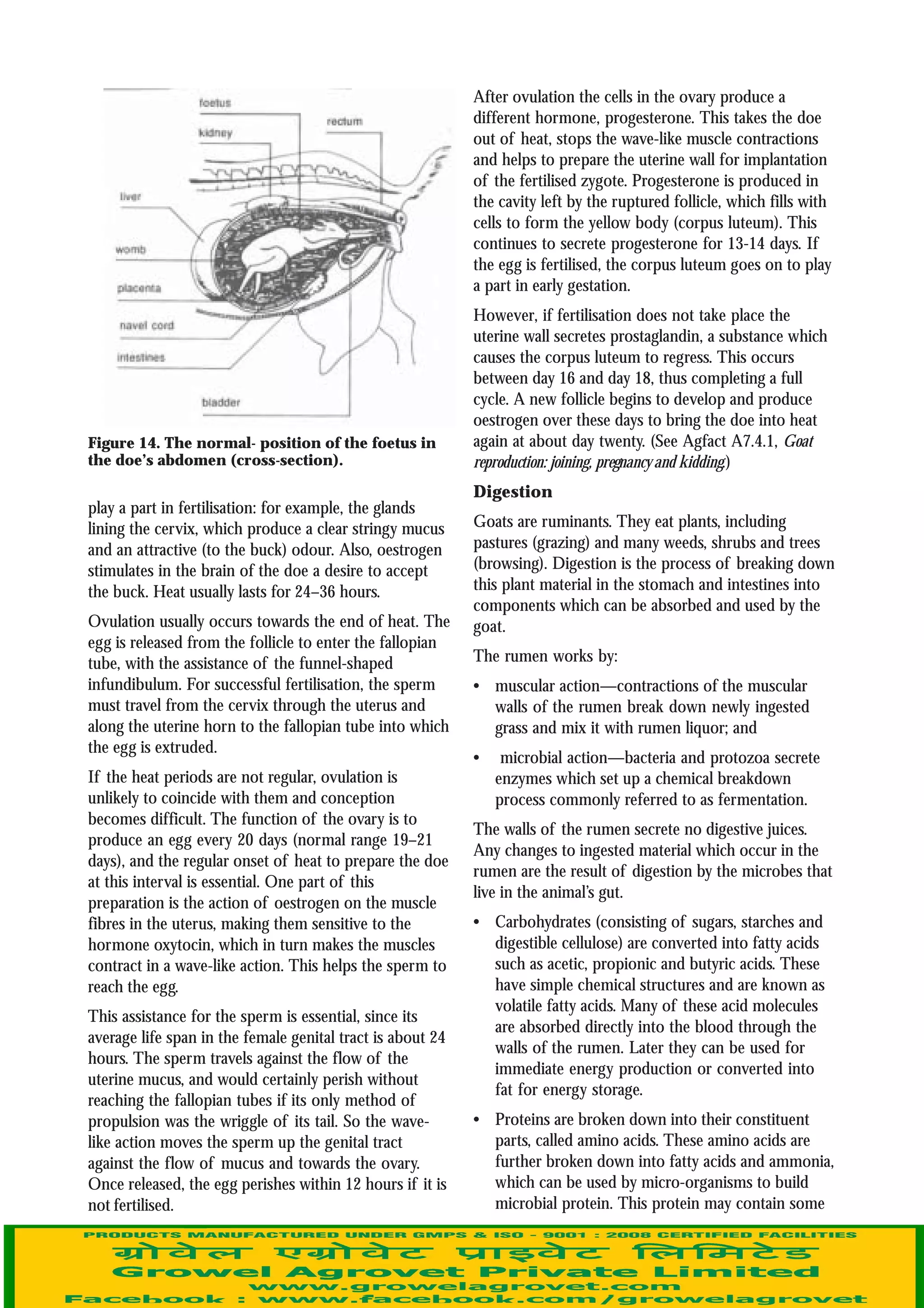 Goat Anatomy & Physiology | PDF