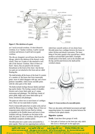 Goat Hoof Anatomy