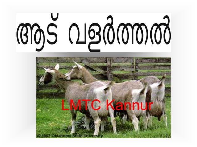 GOAT BREED AND MANAGEMENT ONE.ppt