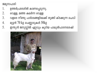 GOAT BREED AND MANAGEMENT ONE.ppt