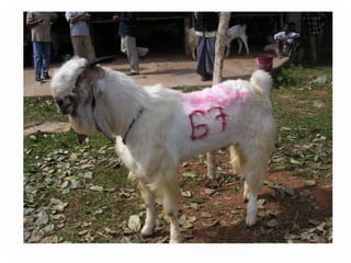 GOAT BREED AND MANAGEMENT ONE.ppt