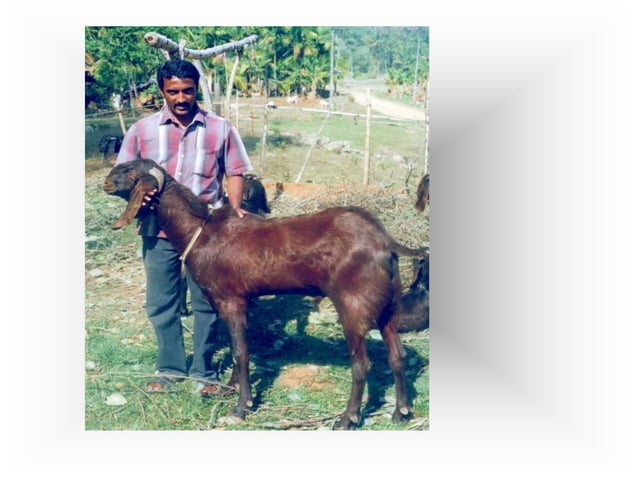 GOAT BREED AND MANAGEMENT ONE.ppt