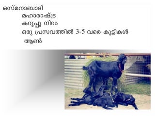 GOAT BREED AND MANAGEMENT ONE.ppt