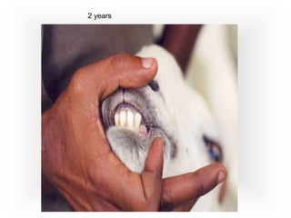 GOAT BREED AND MANAGEMENT ONE.ppt