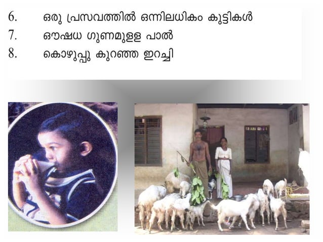 GOAT BREED AND MANAGEMENT ONE.ppt