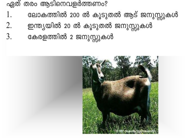 GOAT BREED AND MANAGEMENT ONE.ppt