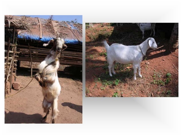 GOAT BREED AND MANAGEMENT ONE.ppt