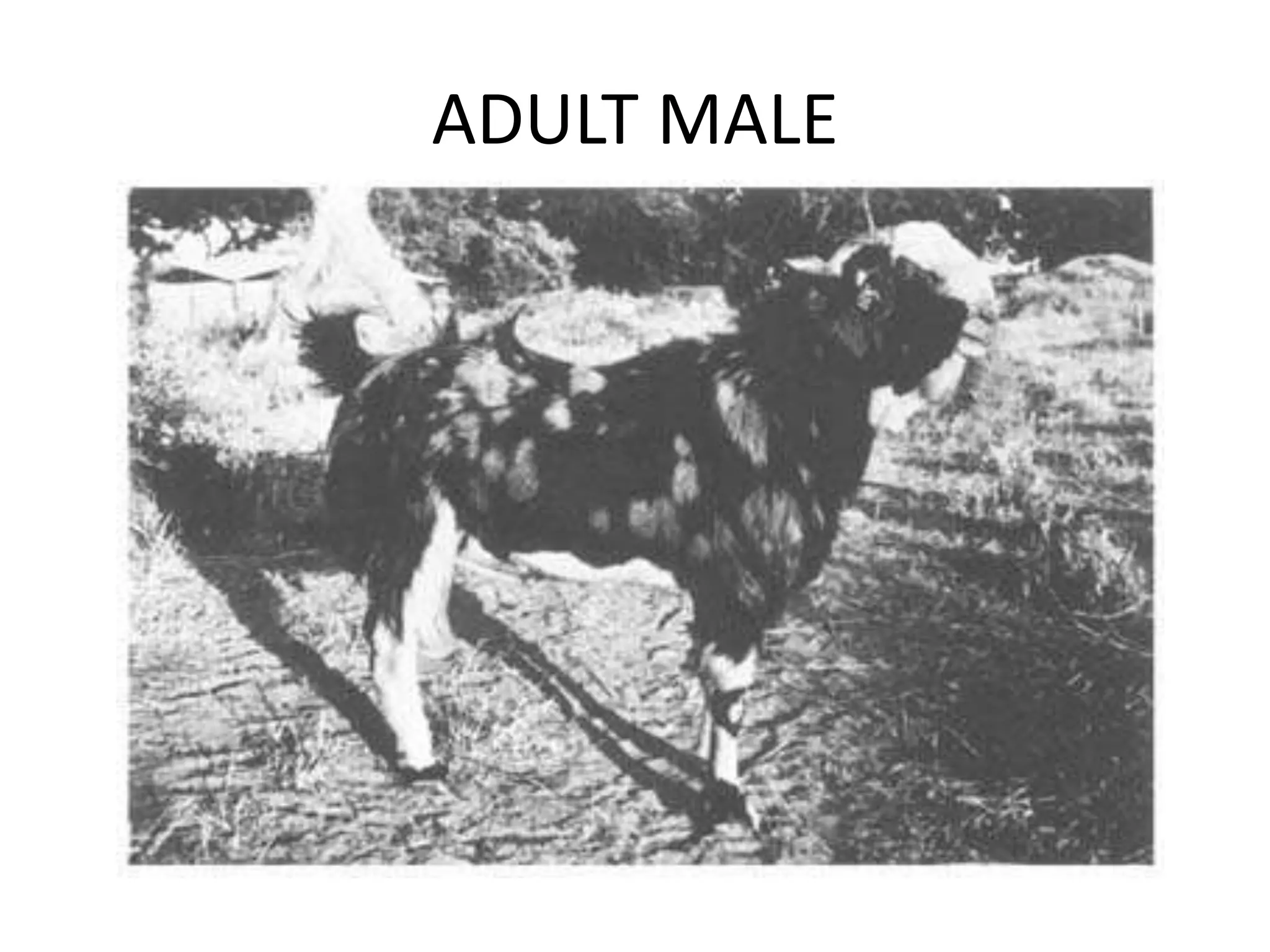 Goat breeds of india history, development and classification | PPTX