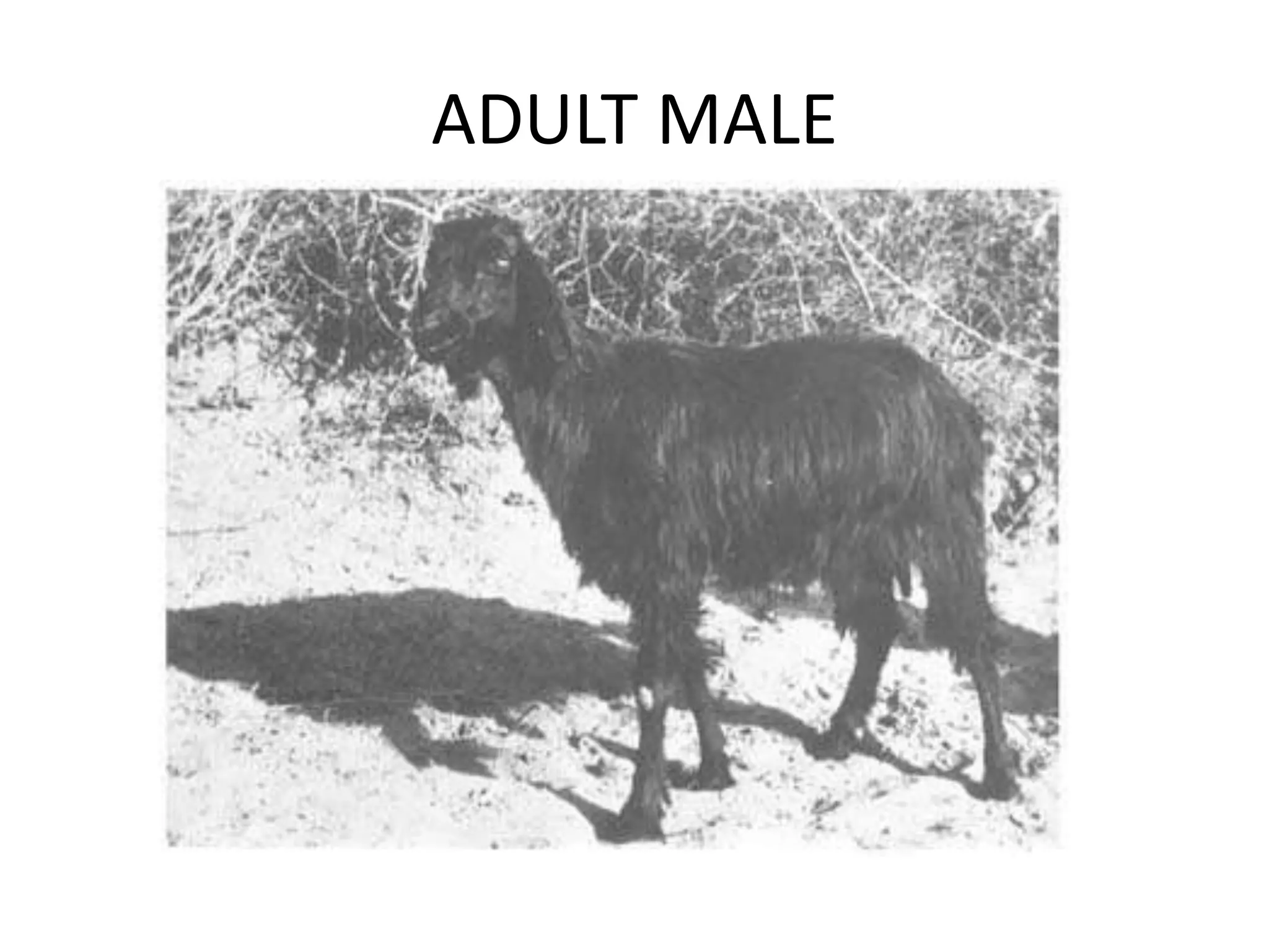 Goat breeds of india history, development and classification | PPTX