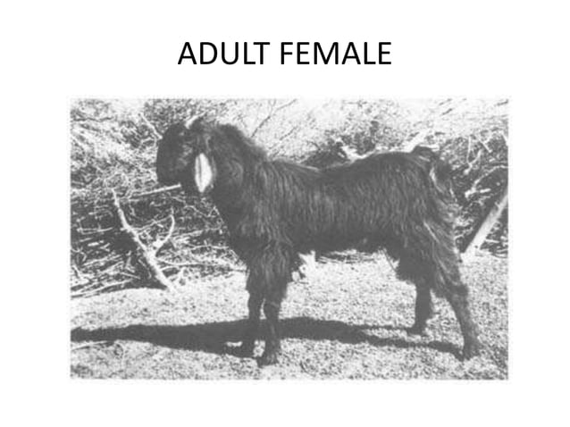 Goat breeds of india history, development and classification | PPTX